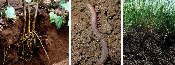 1.1. Humificación y mineralización